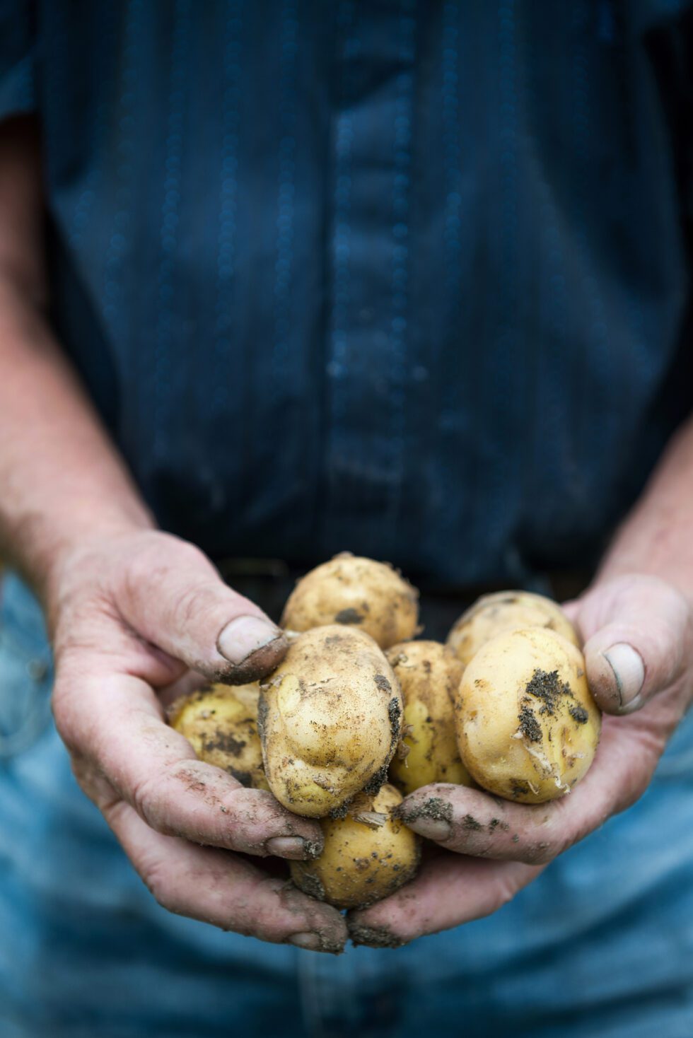 About us - JAAP Agro